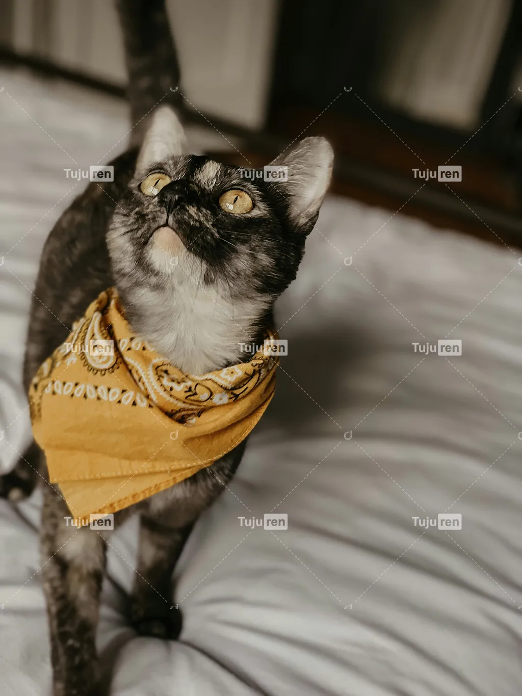 猫在床上免抠素材模板下载 图巨人